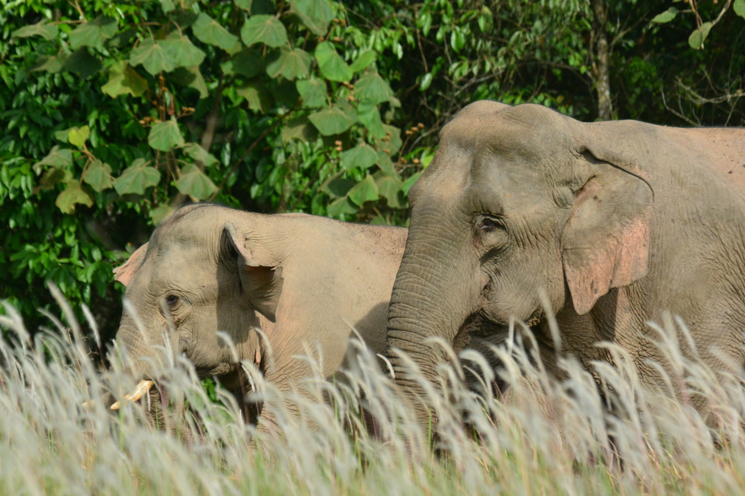 Elephant Population Monitoring - NWA Nature & Wildlife Foundation