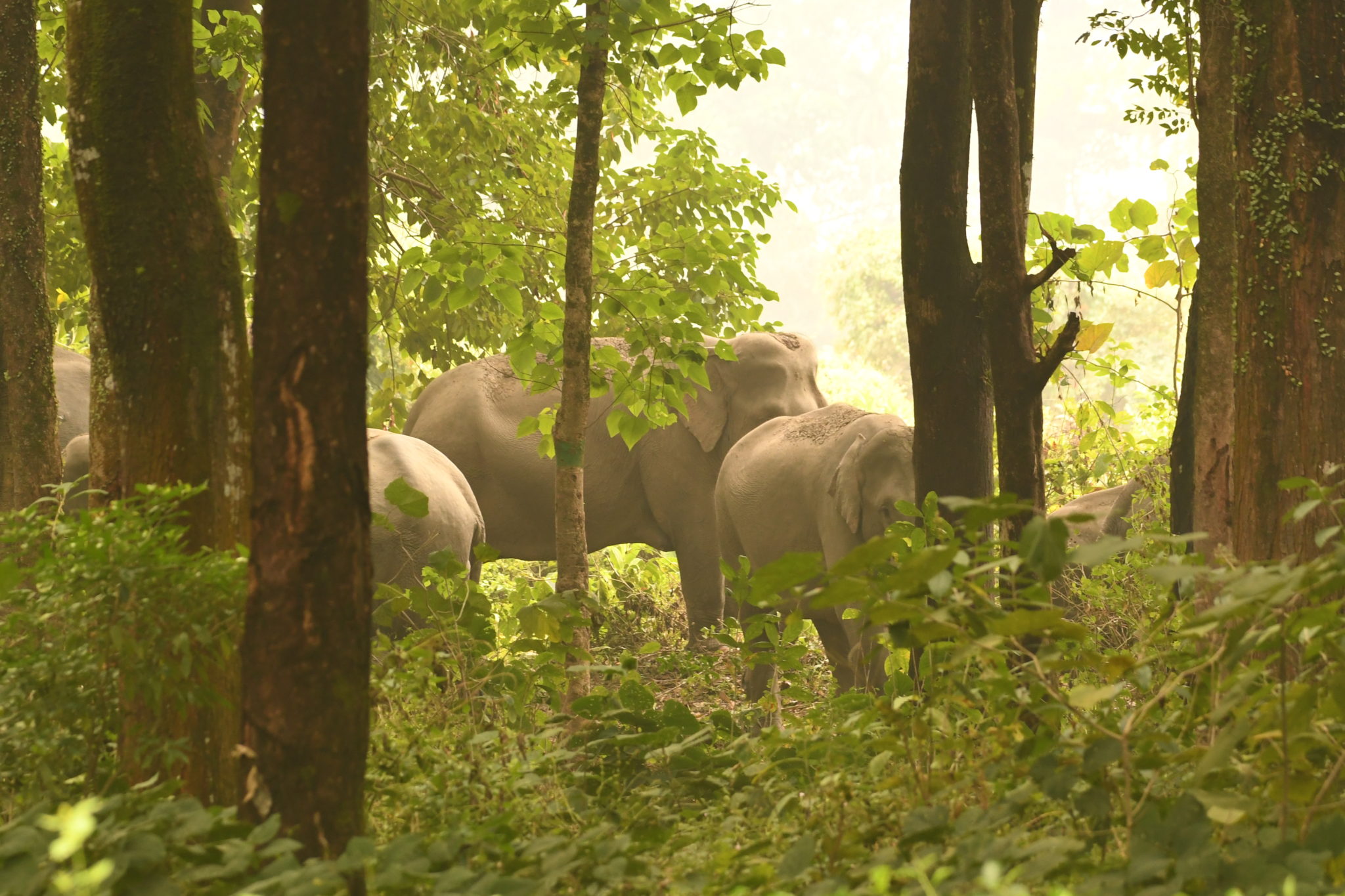 Tea gardens a heaven for elephants? - NWA Nature & Wildlife Foundation