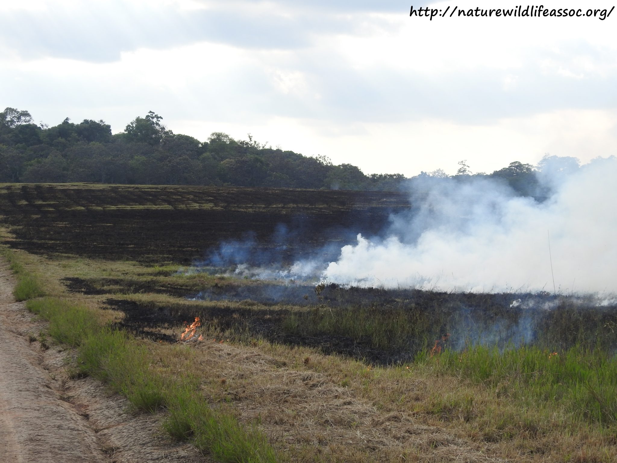 INVASIVE PLANT CONTROL - NWA Nature & Wildlife Foundation